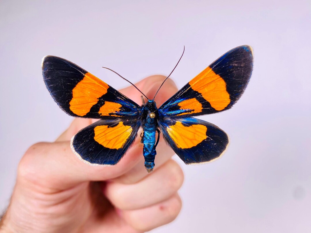 Papillon Milonia Celebensis Non Monté Pour œuvre D'art Sur Les Insectes ...