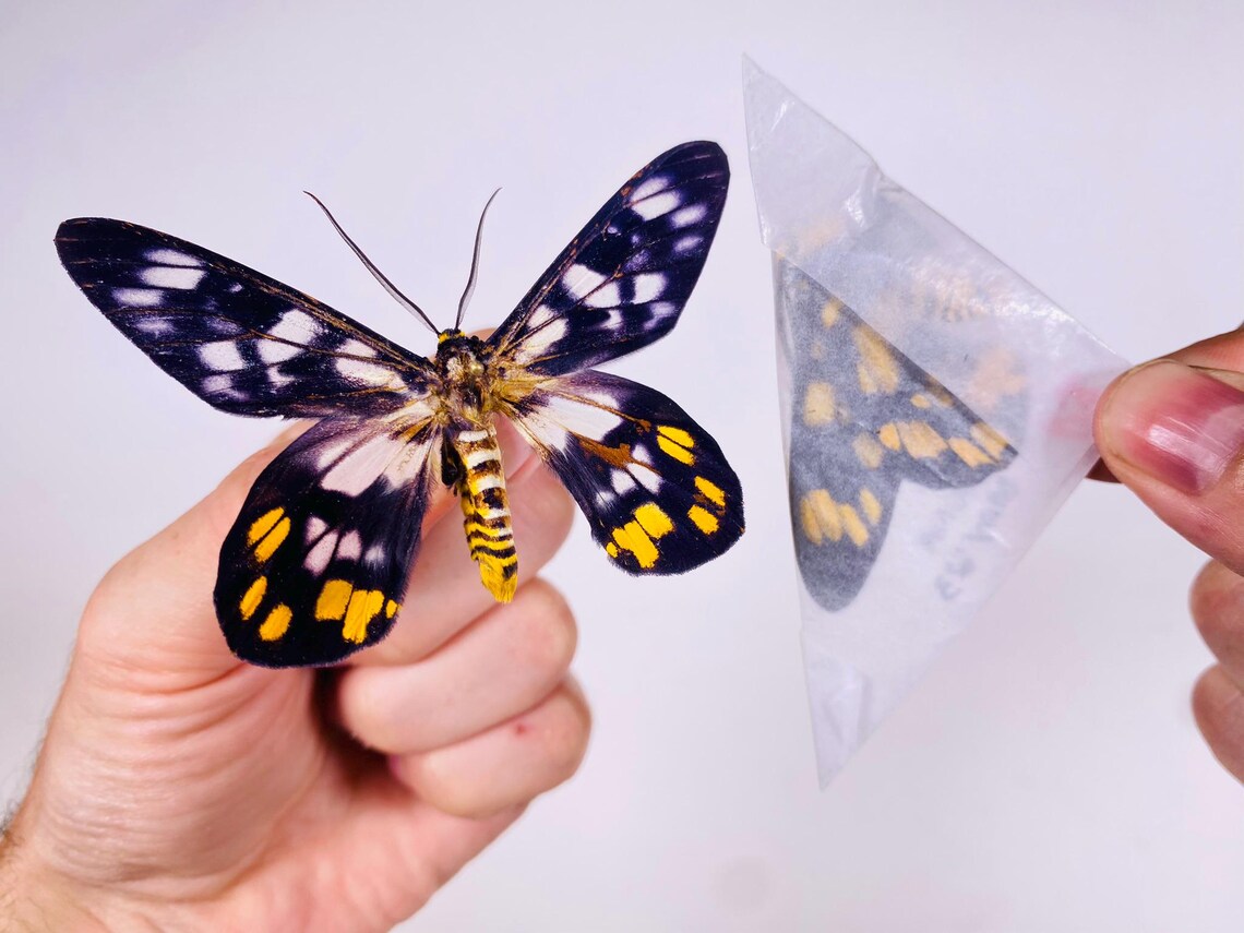 Papillon Dysphania Numana Contracta Non Monté Pour œuvre D'art Sur Les ...