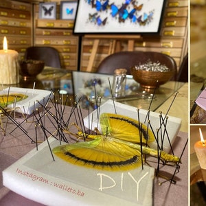 The Real Elvis Presley Bug Catacanthus Incarnatus, Unmounted Insect Red ...