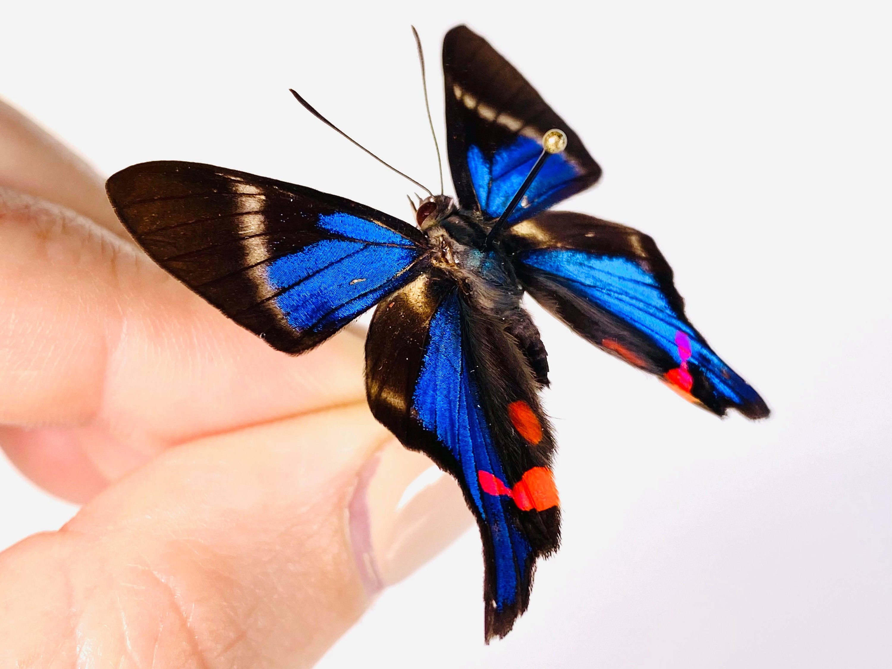 Periander Metalmark Rhetus Periander Butterfly Unmounted for | Etsy
