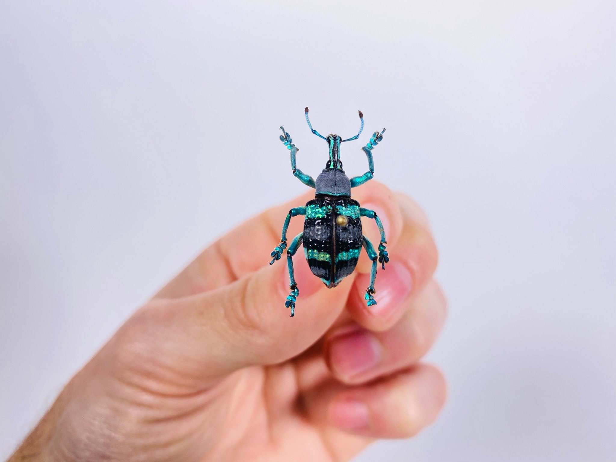 Cyan or marine blue weevil beetle for insect artwork taxidermy | Etsy