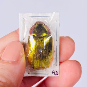Golden Beetle Chrysina Aurigans Gold Form for Taxidermy Artwork Jewelry ...