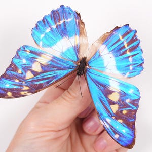 Real Blue Morpho Cypris BIG ! - Unmounted Tropical Specimen - Butterfly ...