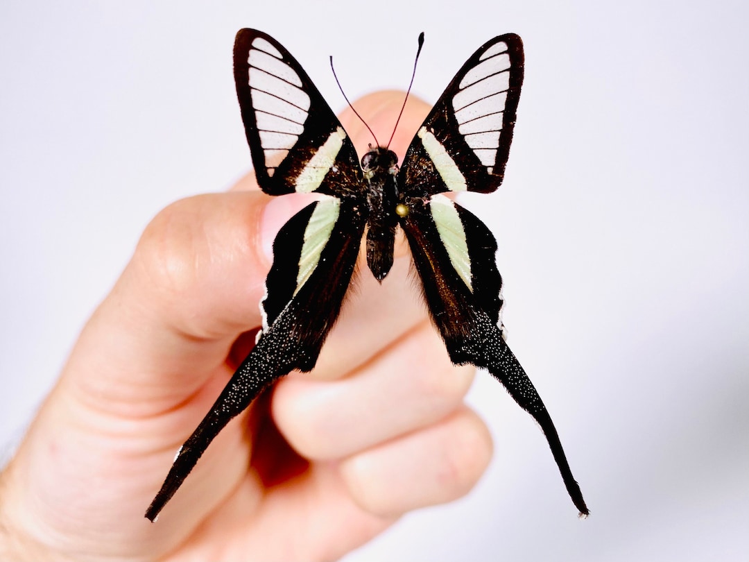 Lamproptera Meges Real Butterfly Unmounted for Artwork Taxidermy Art ...