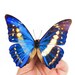 Real Blue Morpho Cypris BIG Unmounted Tropical Specimen - Etsy