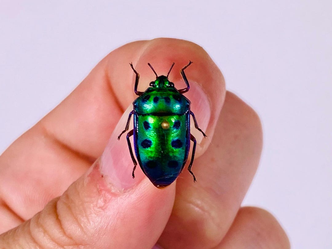 Calliphara Sp. Indonesia (ID) - Wild Caught - Jewel Beetle Unmounted ...