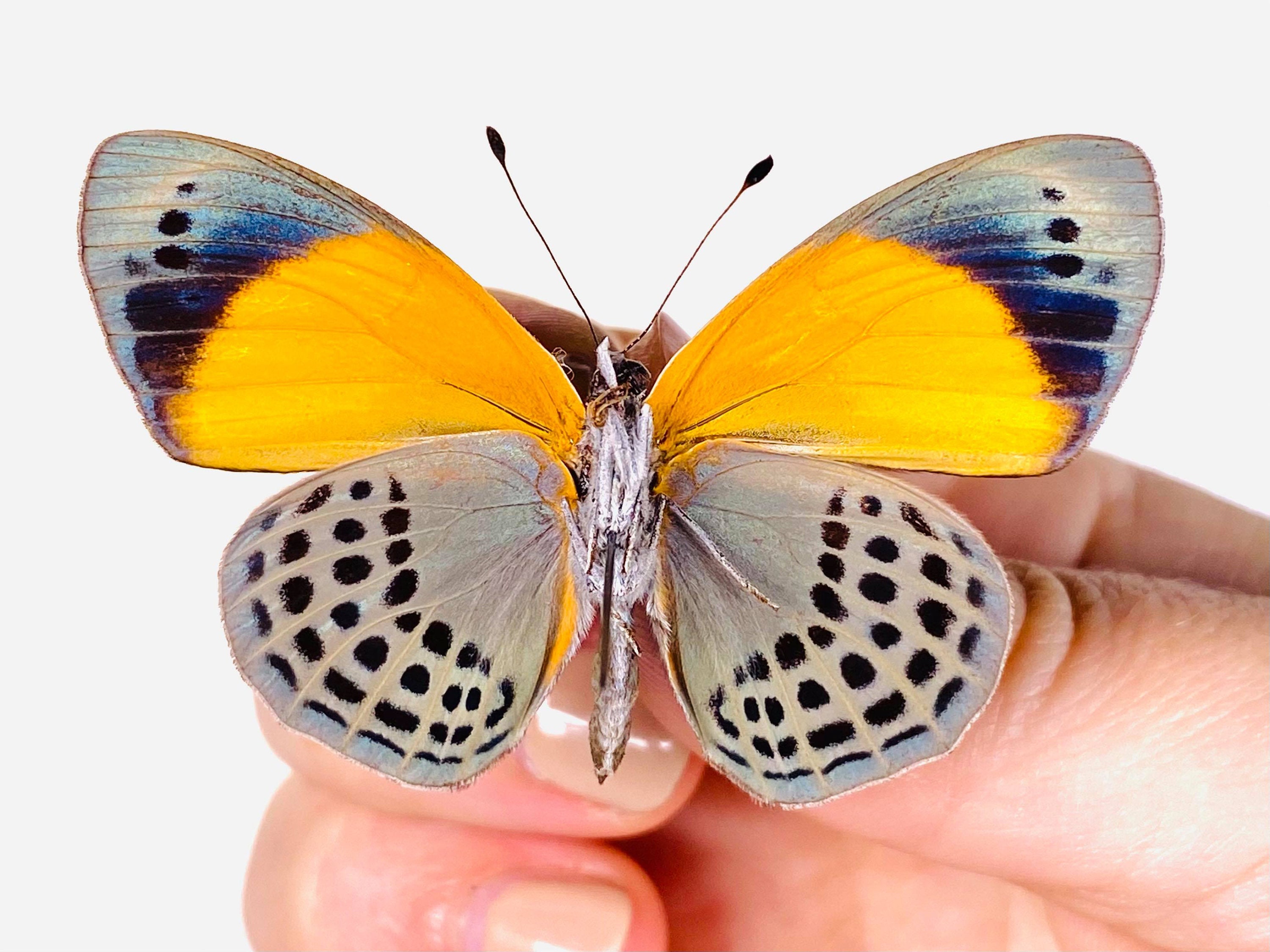 Orange Blue Butterfly Asterope Markii Davisii Unmounted for - Etsy Canada