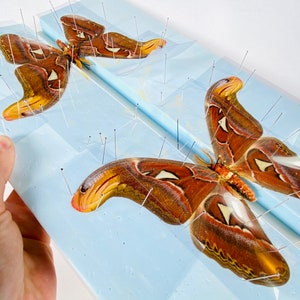 Attacus Atlas Thailand (TH) - Captive Bred - MALE Cobra Moth, Butterfly ...