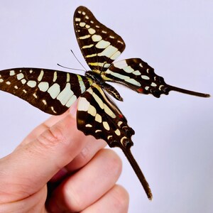 Graphium Policenes Butterfly for Insect Artwork, Butterflies Collection ...