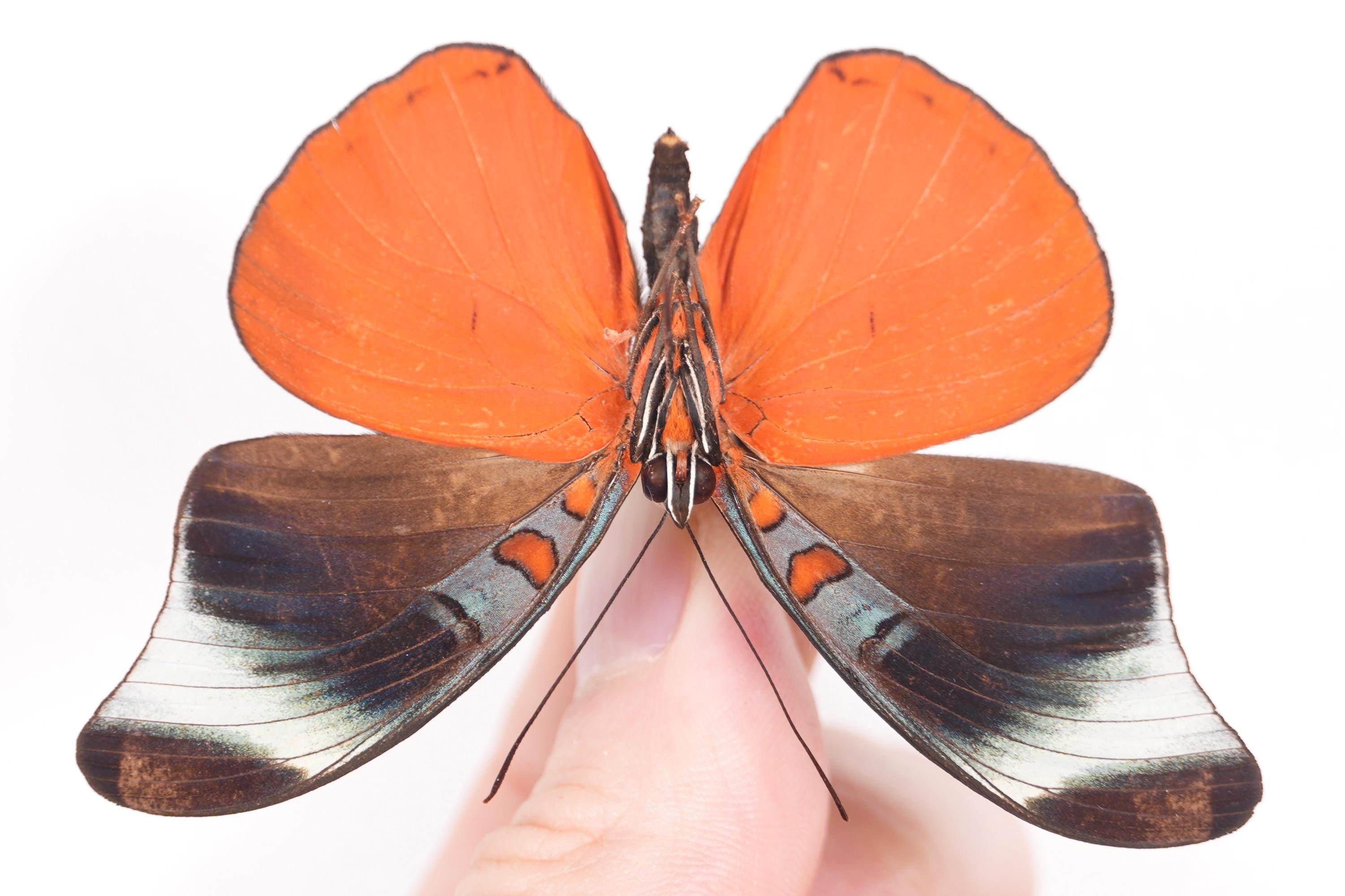 Real Butterfly for Insect Art Project Panacea Prola Peru - PE ...