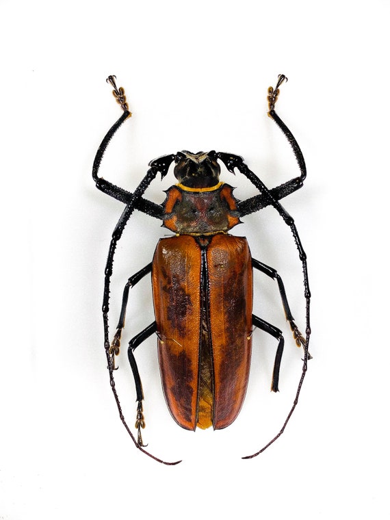 Callipogon Armillatus