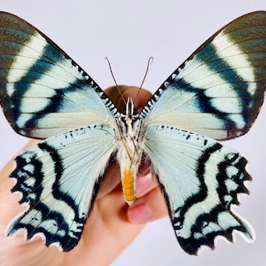 Alcides Orontes Indonesia (ID) - Wild Caught - Orontes Day-flying Moth ...