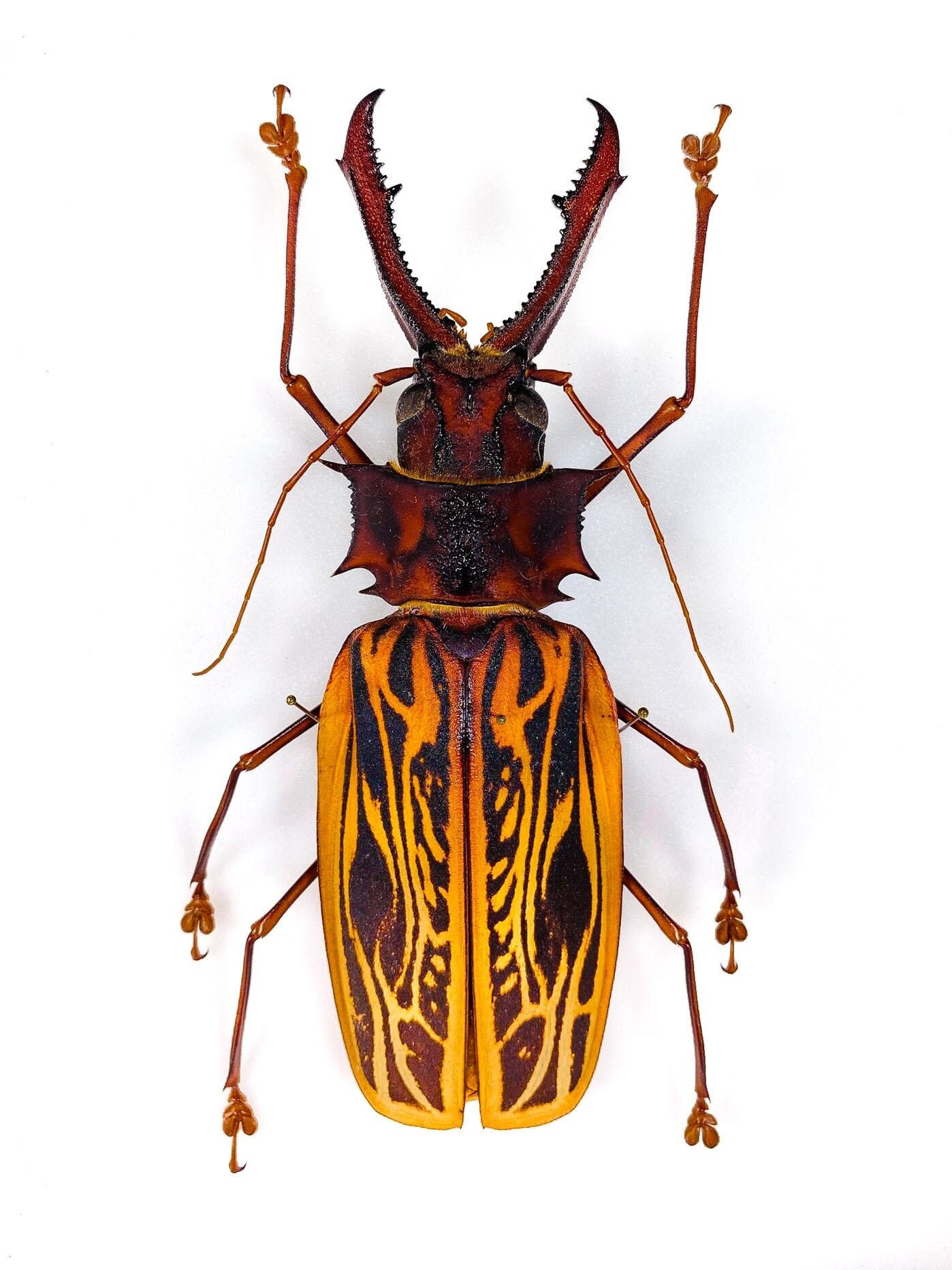 Pack of two nice longhorn beetles miniochroma ochreatum for all your ...