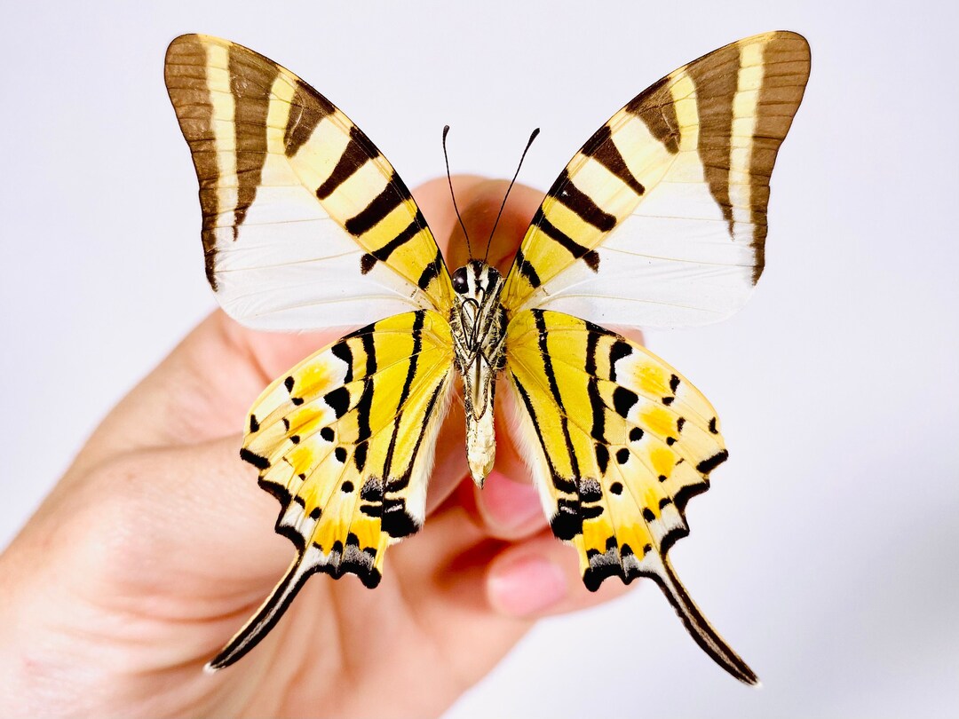 Graphium Antiphates Real Butterfly Unmounted for Artwork - Etsy