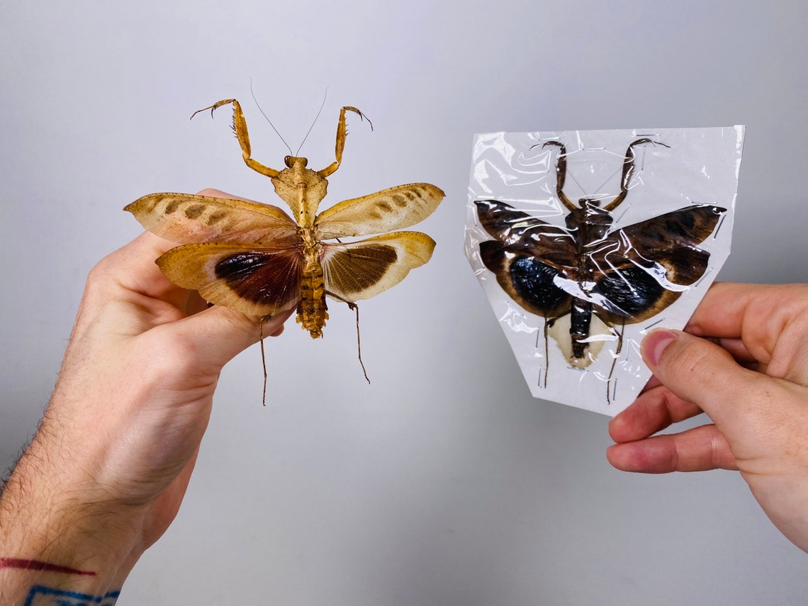 Giant Dead Leaf Mantis for Artwork Spead Deroplatys Desicata - Etsy