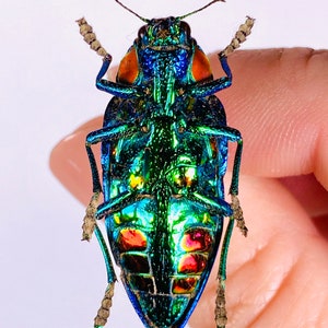 Real Blue Saphire Metallic Gem Jewel Beetle Polybothris Sumptuosa Gemma ...