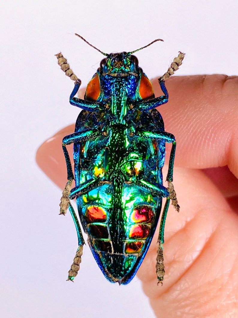 Real Blue Saphire Metallic Gem Jewel Beetle Polybothris Sumptuosa Gemma ...