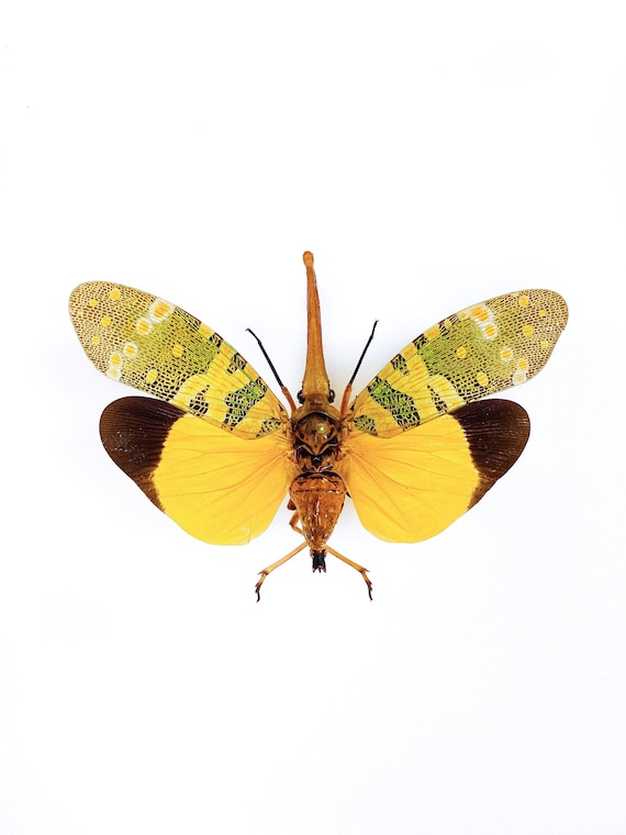 Pyrops Candelaria Life Cycle