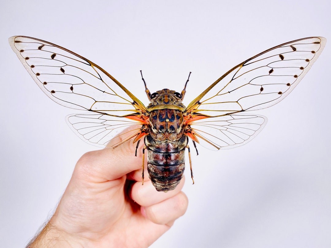 Pomponia Intermedia Spread Real Cicada Insect Unmounted for Artwork ...