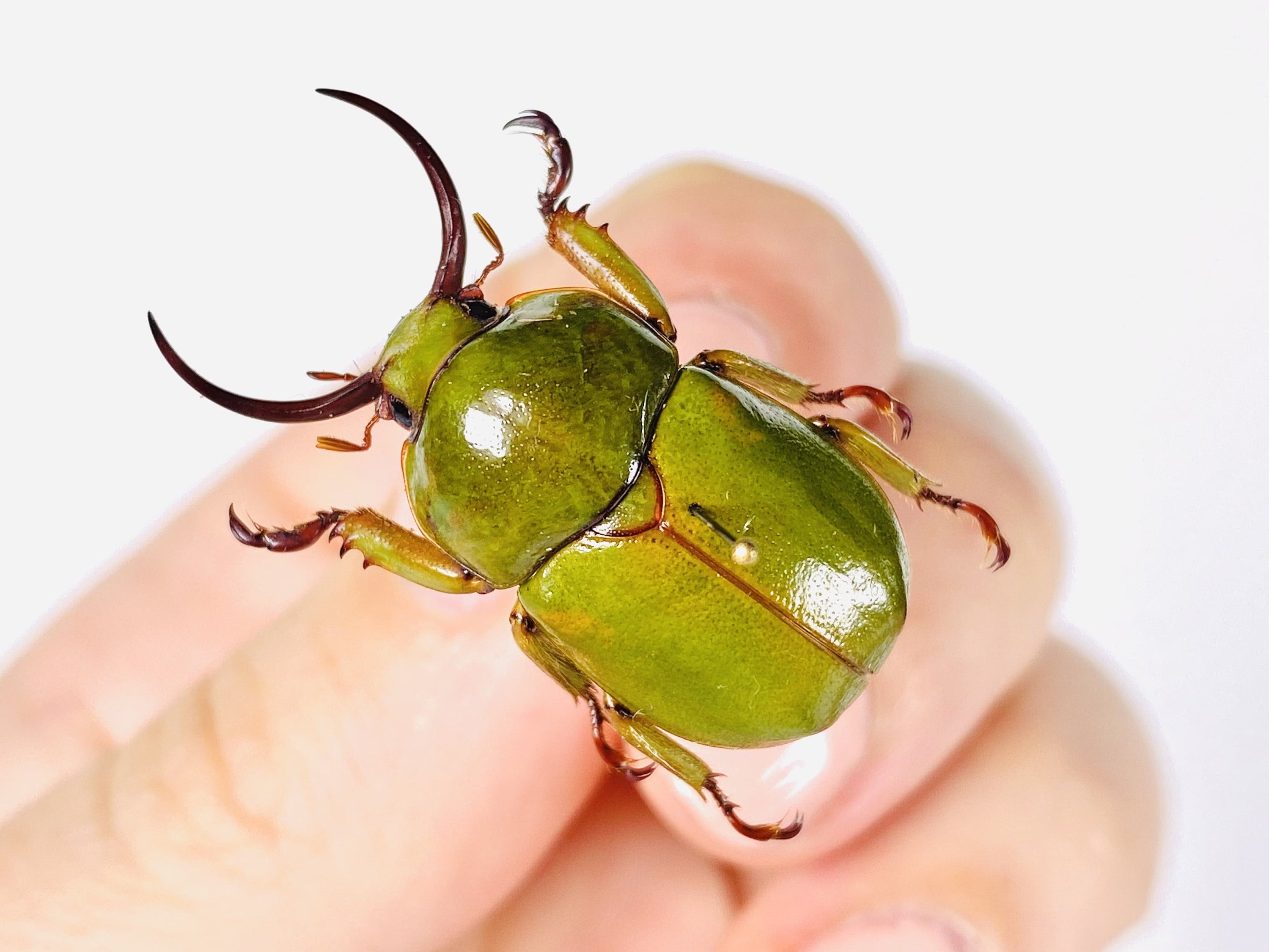 Devil Horned Scarab Beetle TRIO 2 Males 1 Female Fruhstorferia - Etsy ...