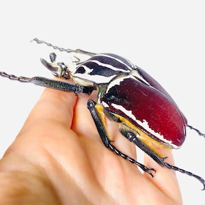 Giant Flower Beetle Goliathus Goliatus Cameroon (CM) - Unmounted for ...