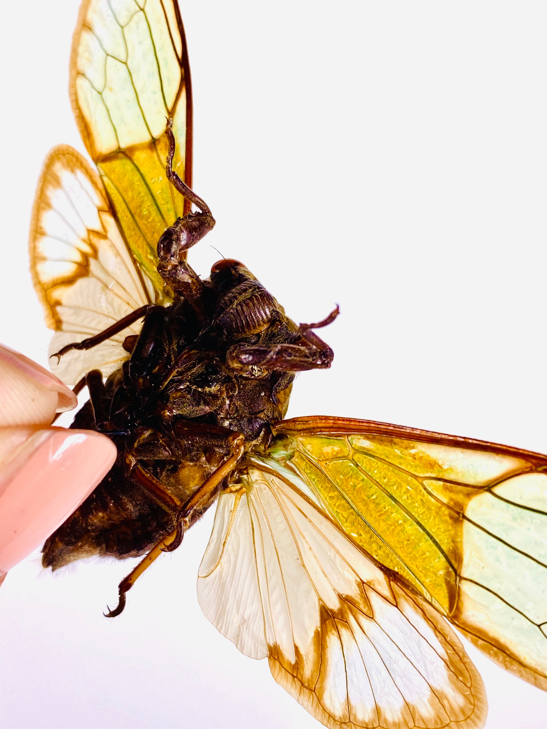 Real cicada for insect art project Salvazana mirabilis | Etsy