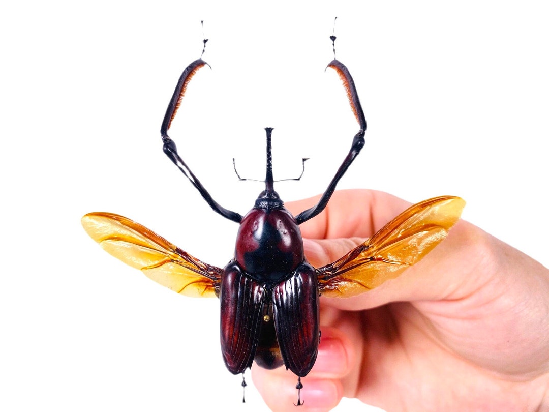 Giant Weevil Cyrtotrachetus Buqueti for Insect Artwork - Etsy