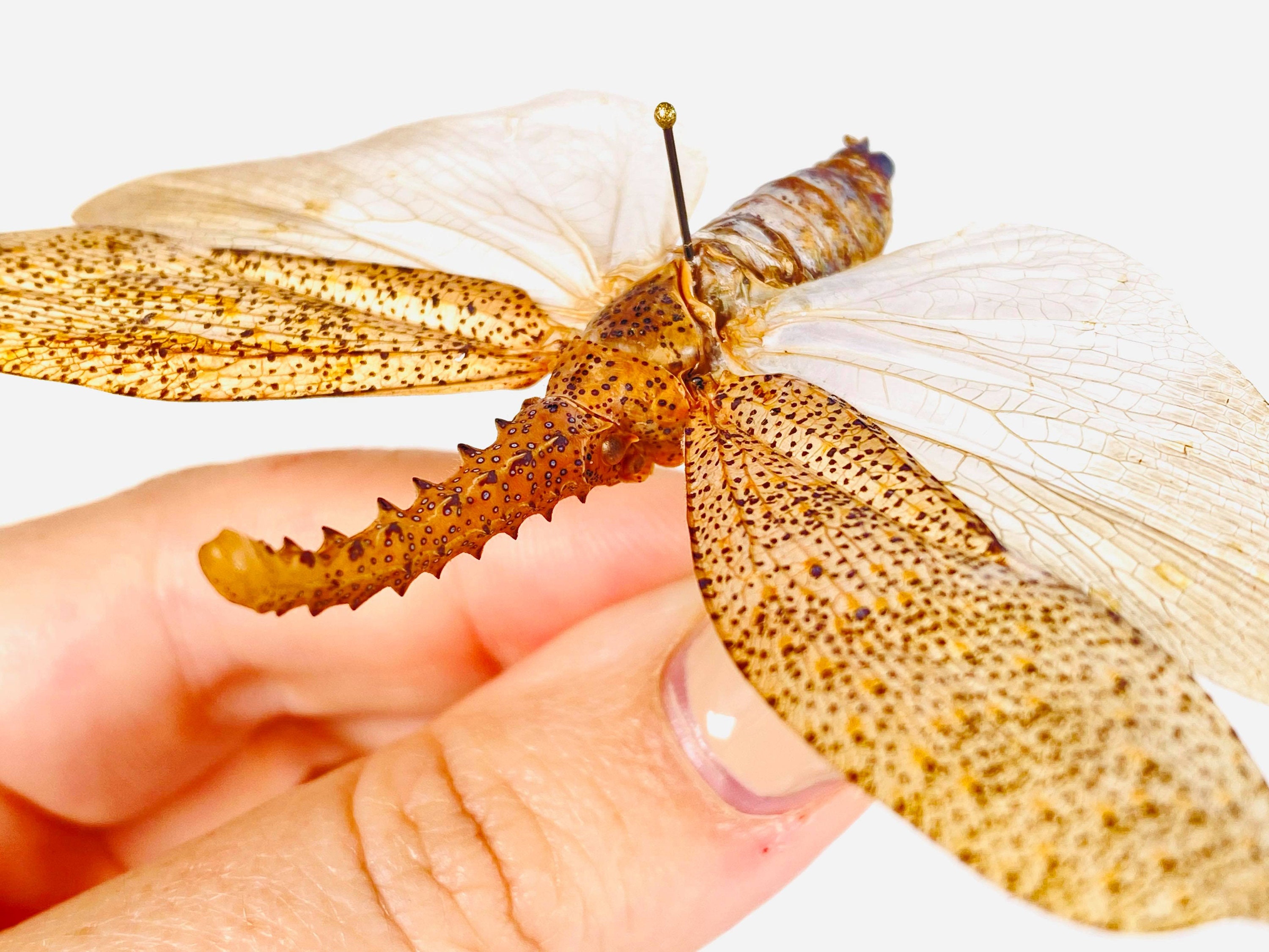 Crocodile Head Planthopper Zanna Nobilis Unmounted Insect for | Etsy