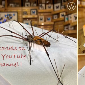 The Real Elvis Presley Bug Catacanthus Incarnatus, Unmounted Insect Red ...