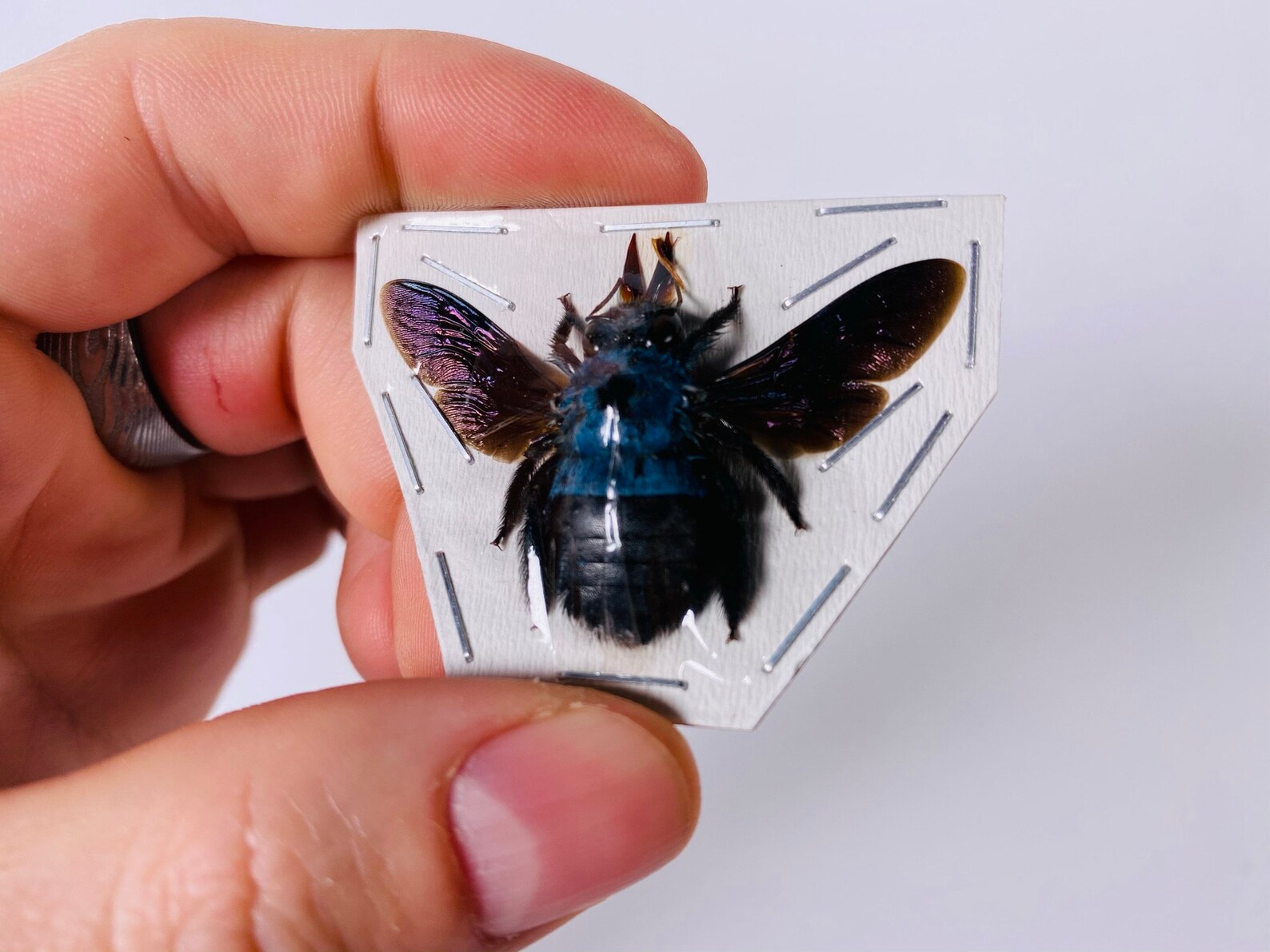 Blue Bumble Bee With Purple Metallic Wings Xylocopa Caerulea | Etsy