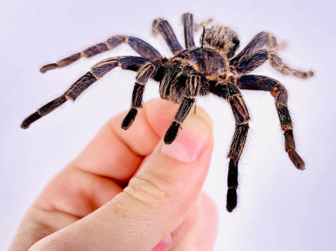 Hapalotremus Carabaya Peru (PE) - Wild Caught - Peruvian Tarantula ...