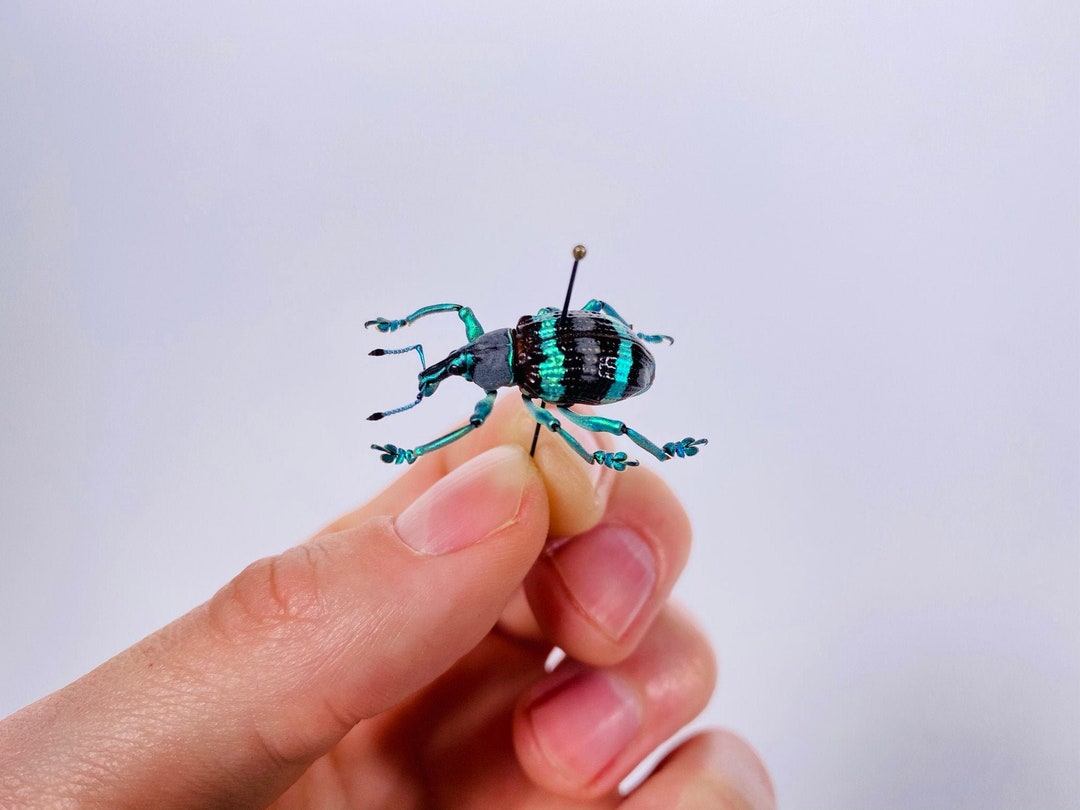 Cyan and Deep See Blue Weevil Beetle for Artwork Eupholus Mimikanus ...
