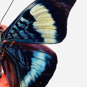 Real Butterfly for Insect Art Project Panacea Prola Peru - PE ...
