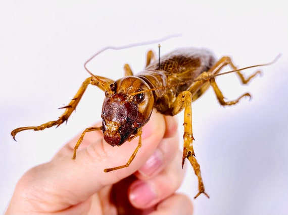 Gigantische Weta Krekel Zeelandia Eco Wildlife Night Tour Met Kleine