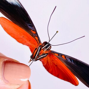 Real Butterfly for Insect Art Project Panacea Prola Peru - PE ...