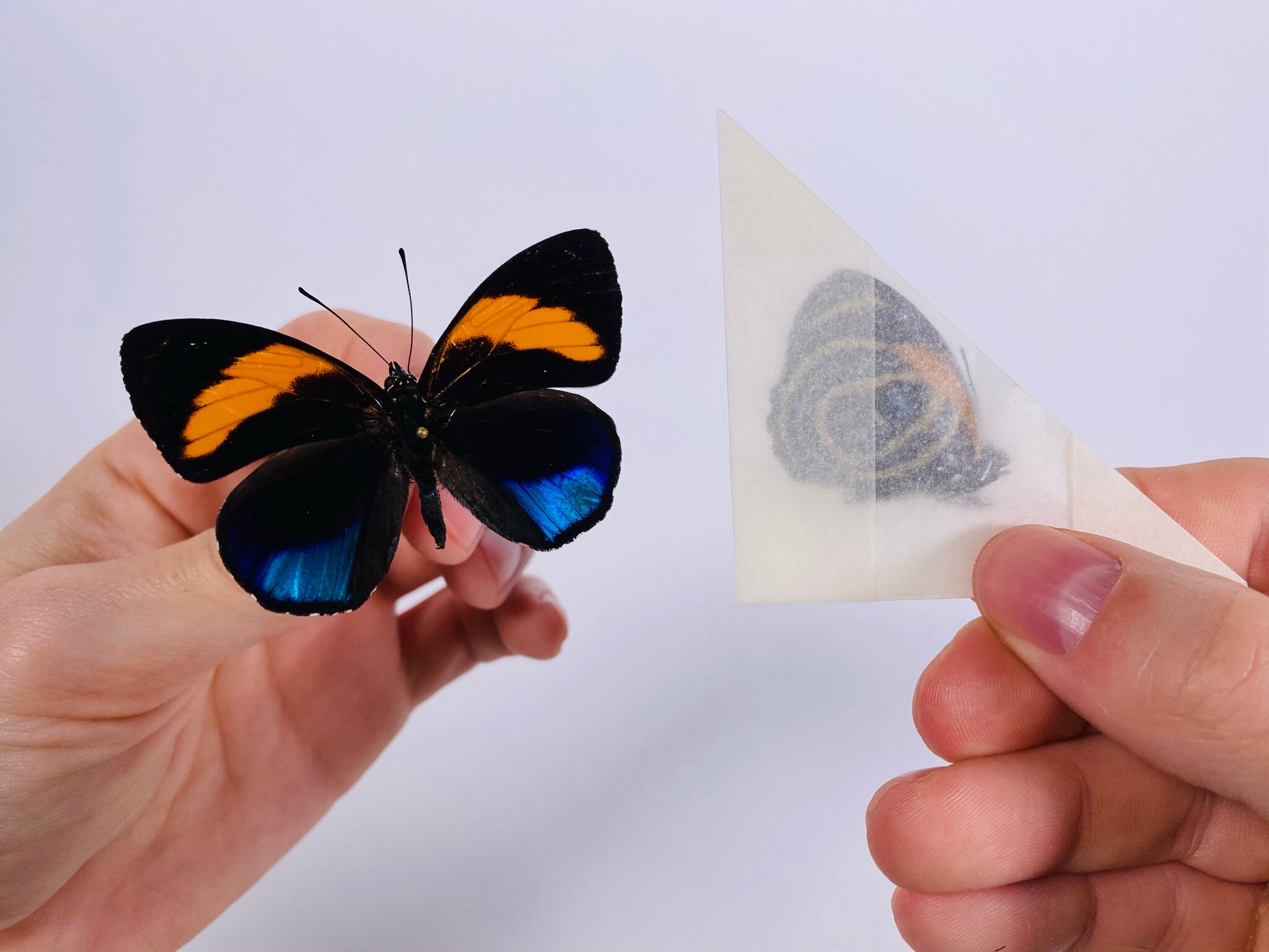 Callicore Pastazza for Insect Artwork Butterflies Collection | Etsy