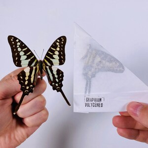 Graphium Policenes Butterfly for Insect Artwork, Butterflies Collection or Taxidermy Project. - Etsy