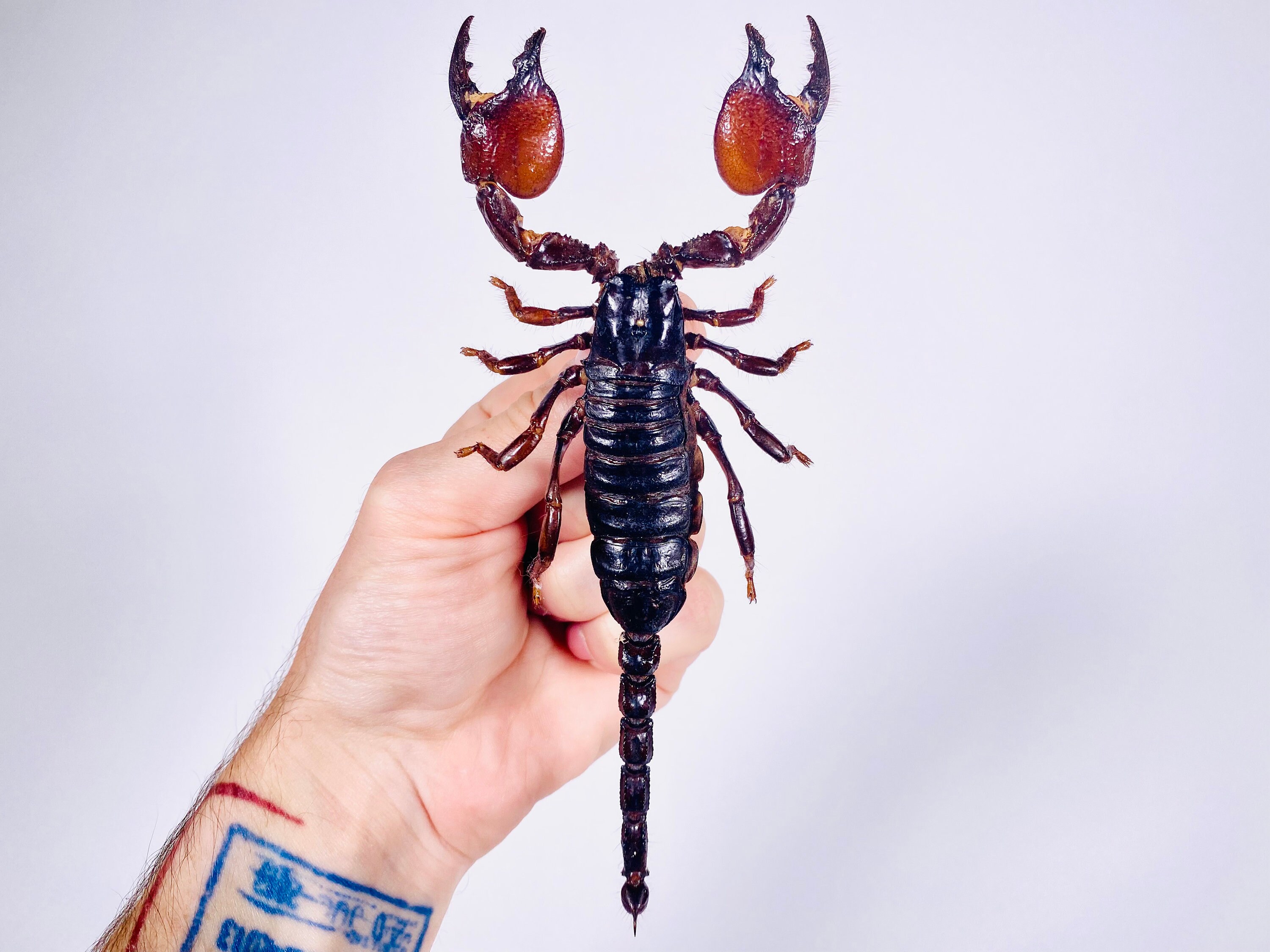 Pandinus Sp. Scorpion Real Birdwing Arachnid Unmounted for - Etsy Canada