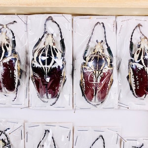 Goliathus Goliatus Rare Specimens by the Unit # 21 to #32 Real Beetle ...
