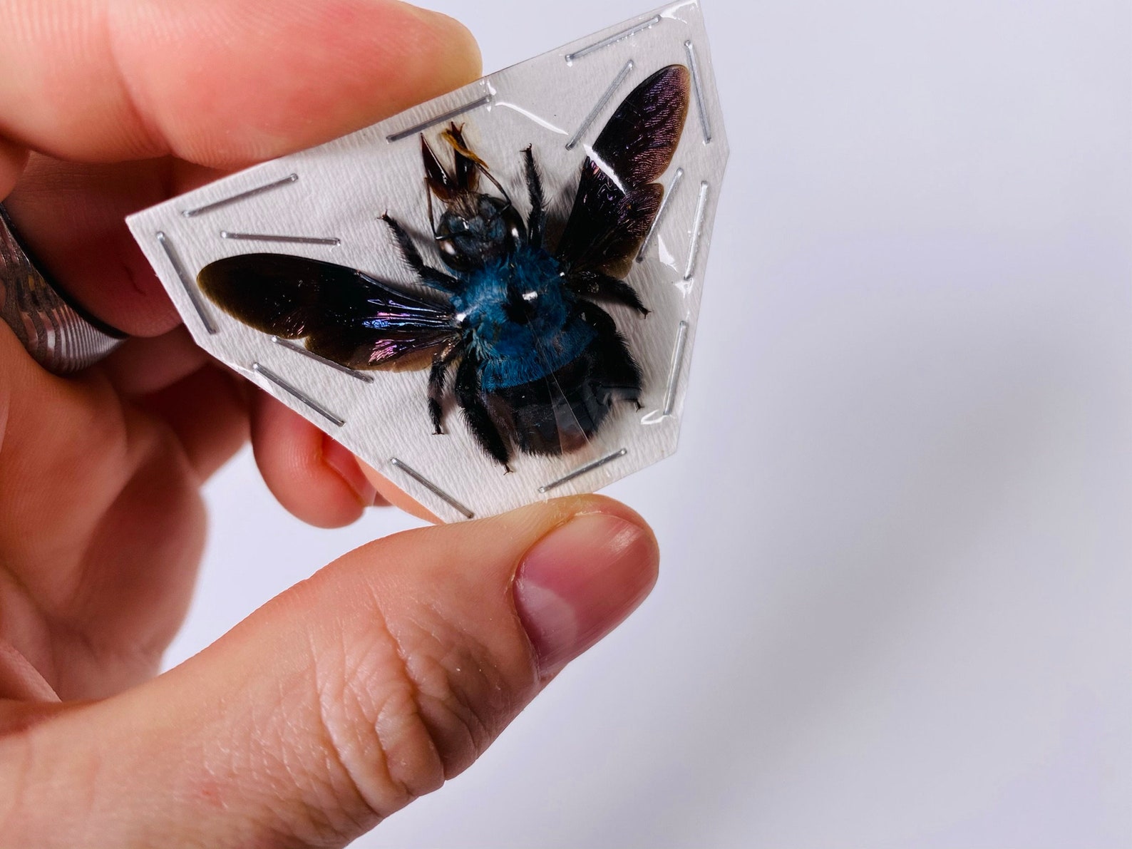 Blue Bumble Bee With Purple Metallic Wings Xylocopa Caerulea | Etsy