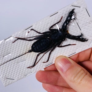 Vinegaroon Hypocnoctus Rangunensis or Hypoctonus Siamensis,thailand ...