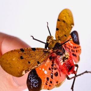 Hemiptera for Artwork Penthicodes Atomaria/pulchella Unmounted - Etsy