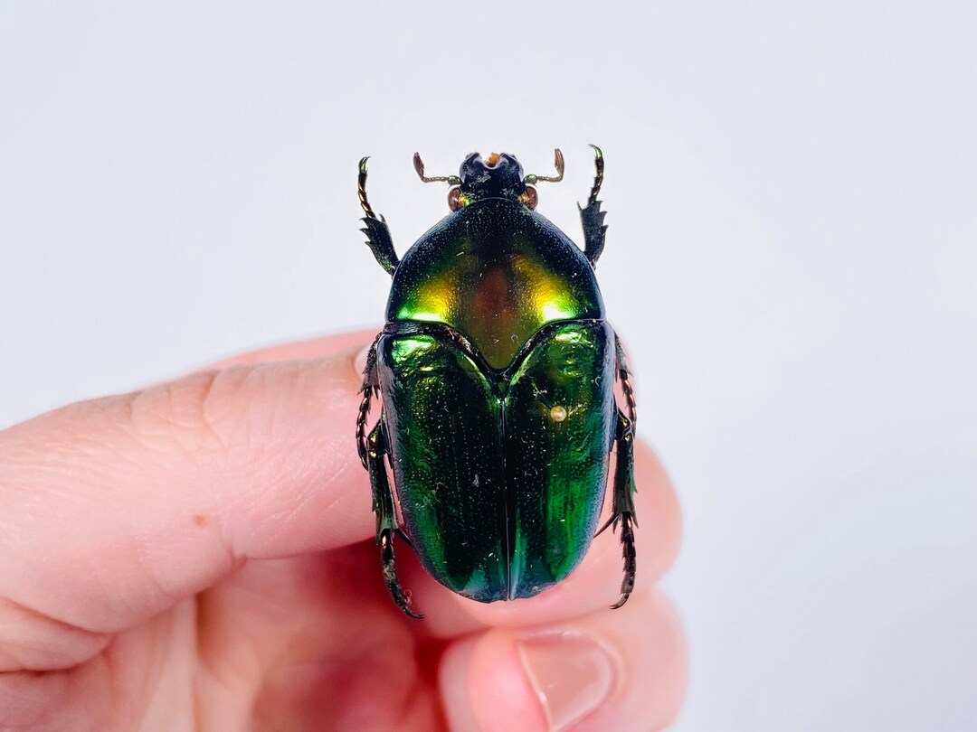 Coléoptère De Fleur Métallique Vert Pour L'oeuvre D'art Thaumastopus ...