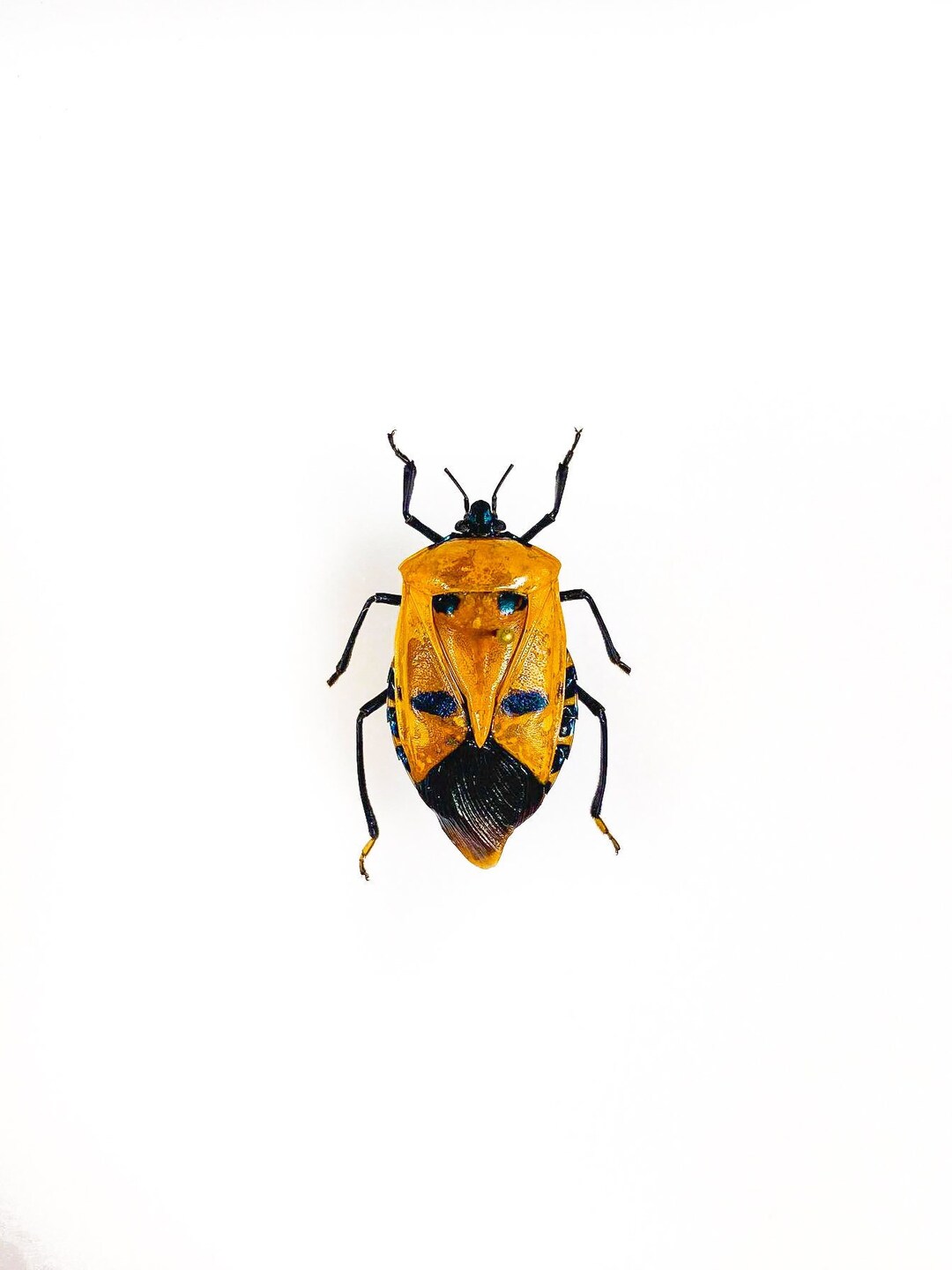 The Real Elvis Presley Bug Catacanthus Incarnatus, Unmounted Insect Red ...