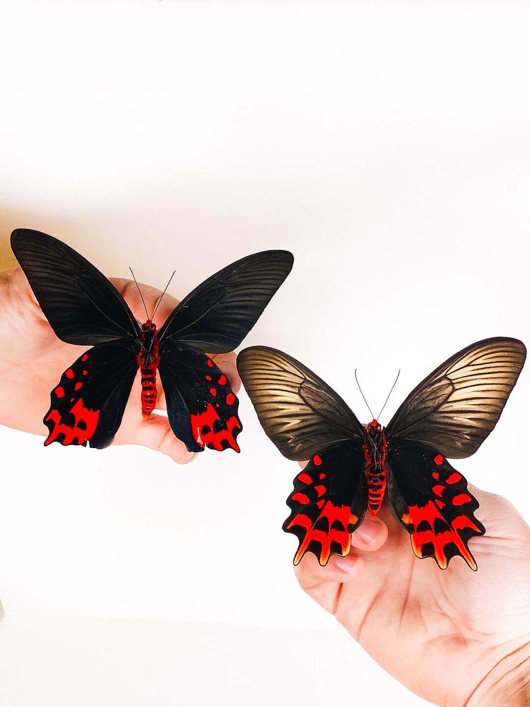 Atrophaneura Semperi Couple Real Red Black Butterflies Unmounted ...