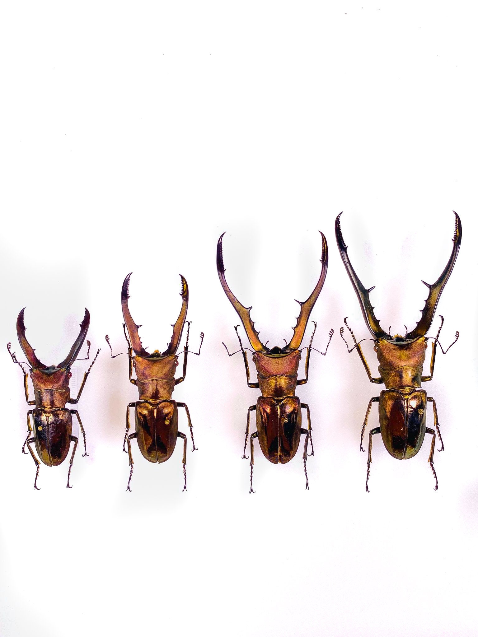 Real Stag Beetle Cyclommatus Metallifer Finae for Insect Art - Etsy ...