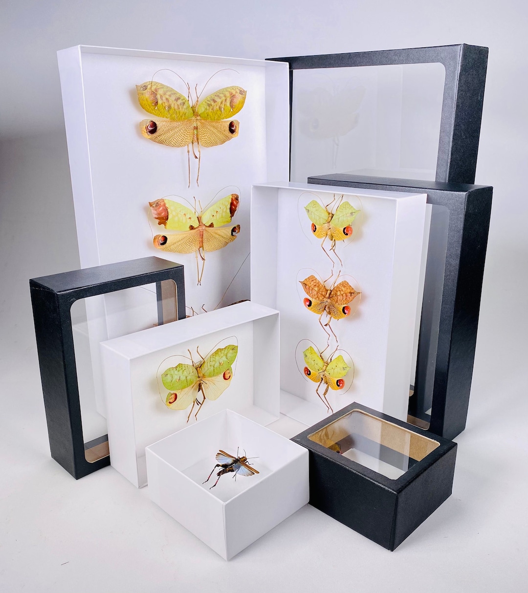 FRAME - Black Cardboard Frames of Entomological Quality in Various ...
