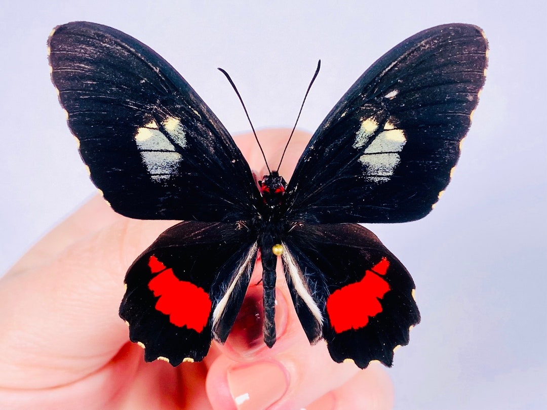 Parides Iphidamas Butterfly for Insect Artwork, Butterflies Collection ...
