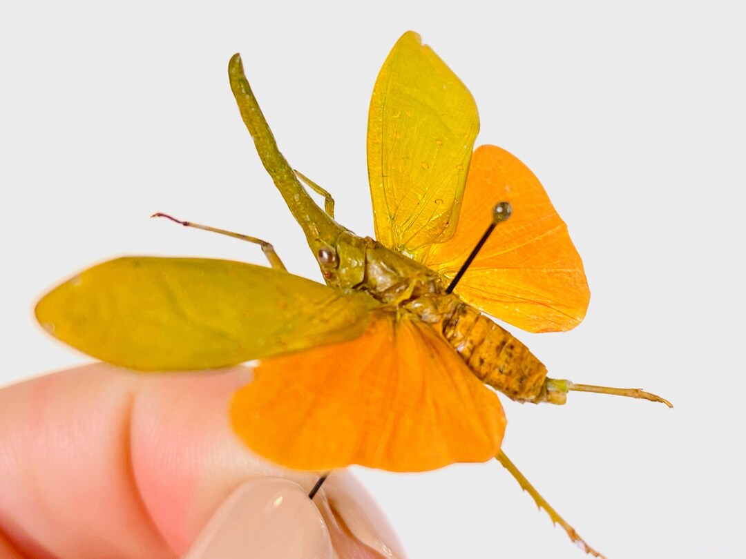 Green Orange Cute Planthopper Saiva Cultellata Spread Insect for ...