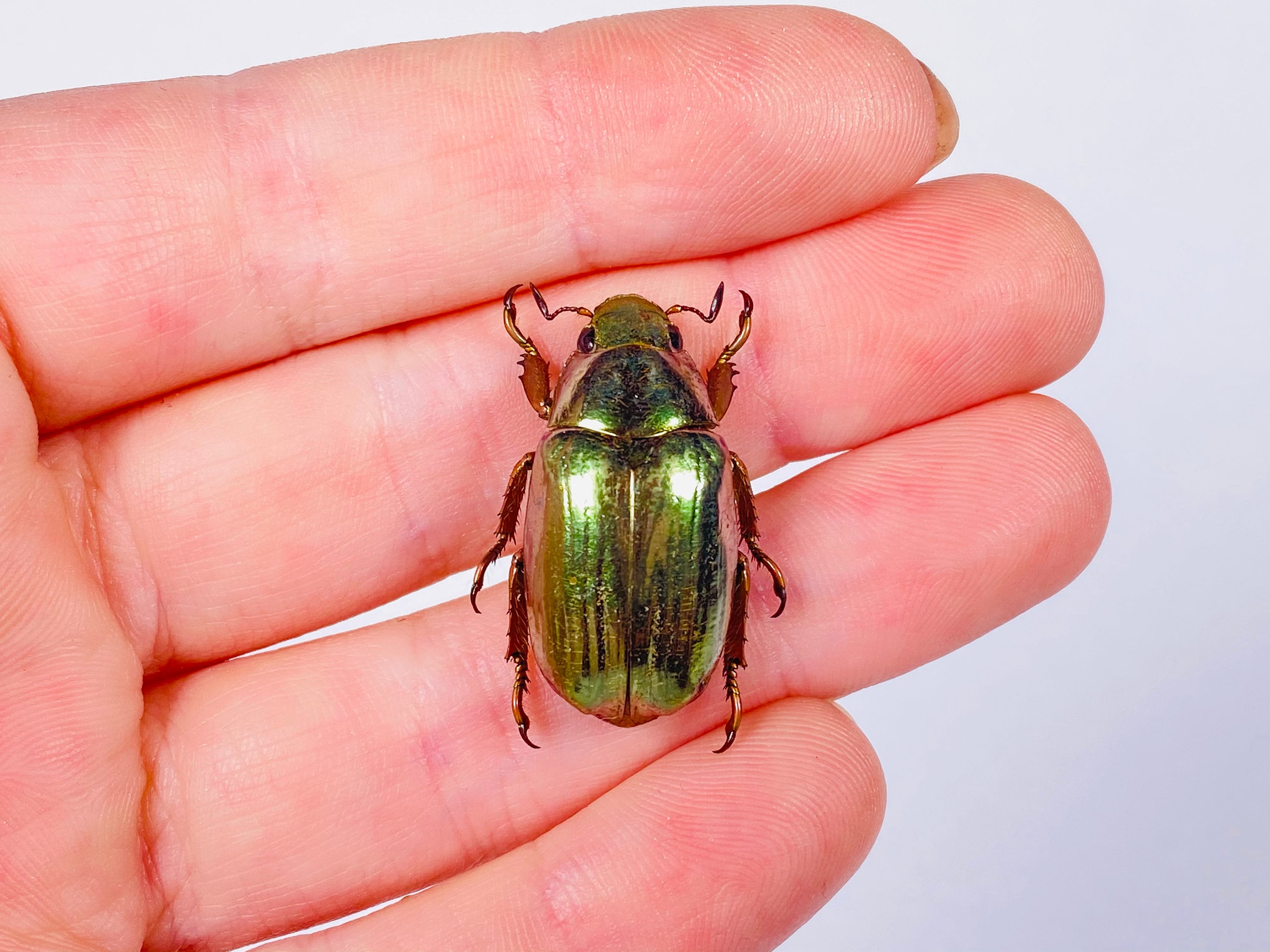 Silver emerald beetle Chrysina batesi for taxidermy artwork | Etsy